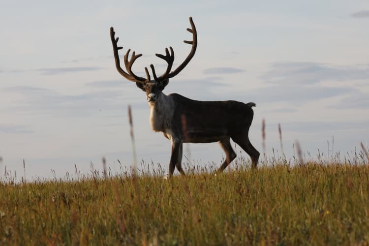 Getting the facts straight about caribou and reindeer - WWF Arctic