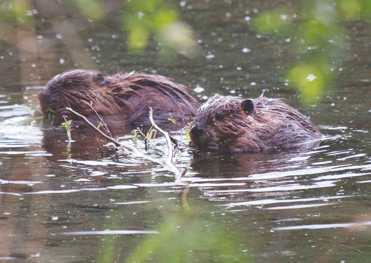 The march of the beaver into the Arctic - WWF Arctic
