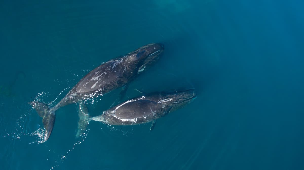 Narwhal | Behaviours - WWF Arctic