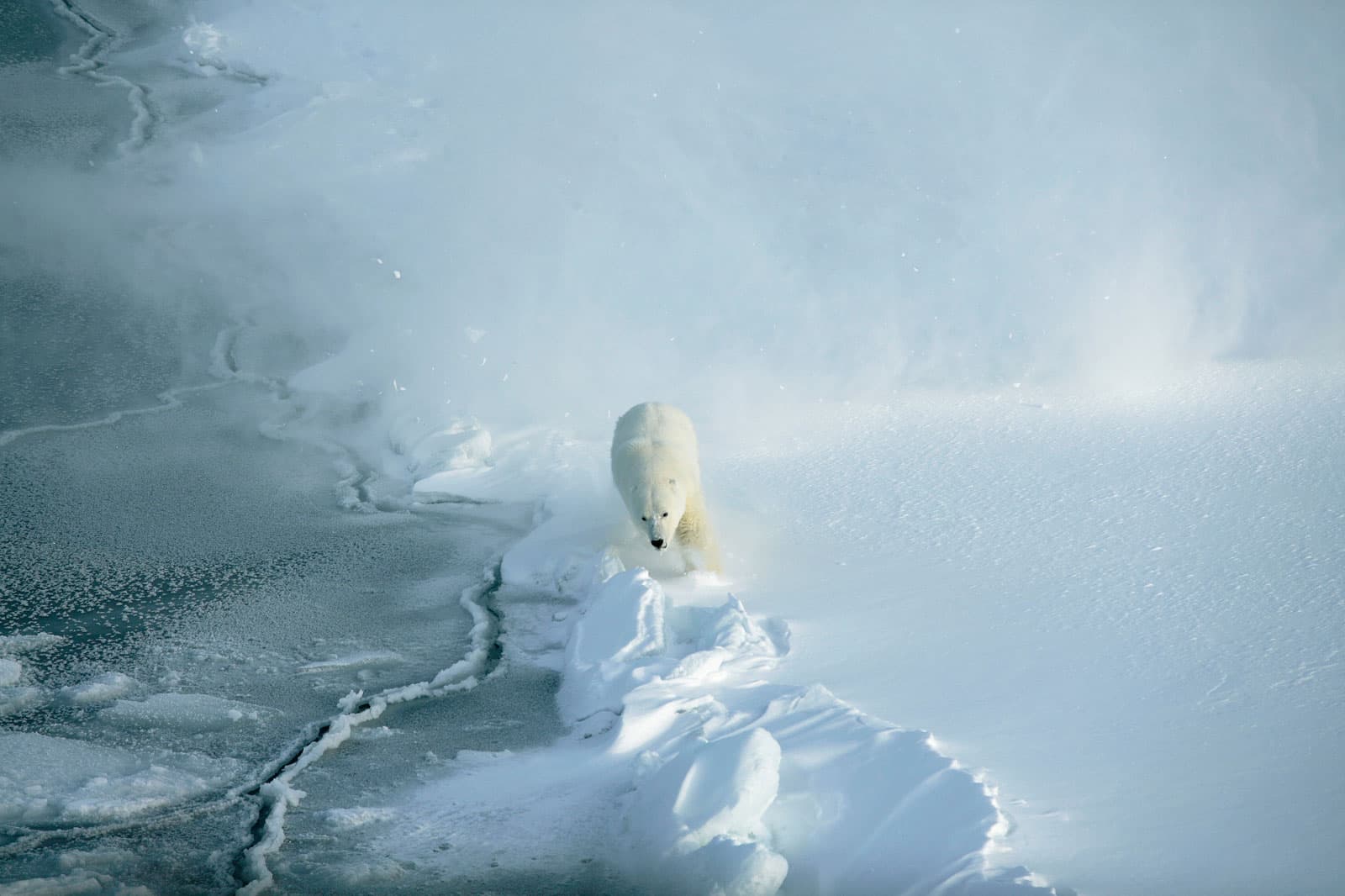 Joining forces for polar bear conservation - WWF Arctic
