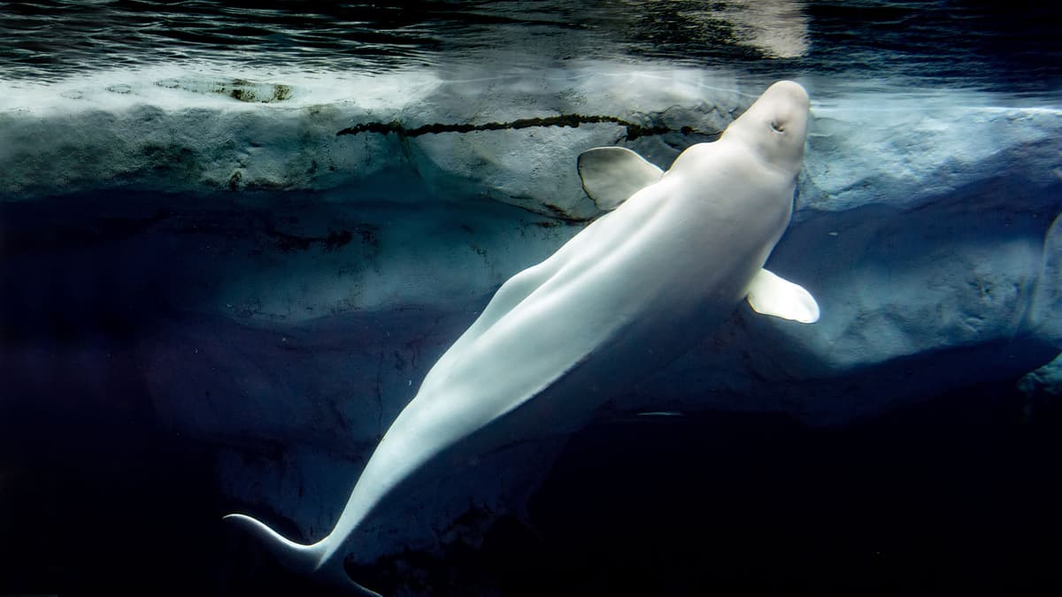 Beluga whale | Habitat and migration - WWF Arctic