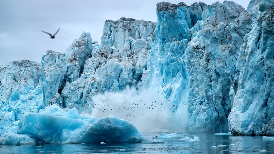 The Arctic - WWF Arctic