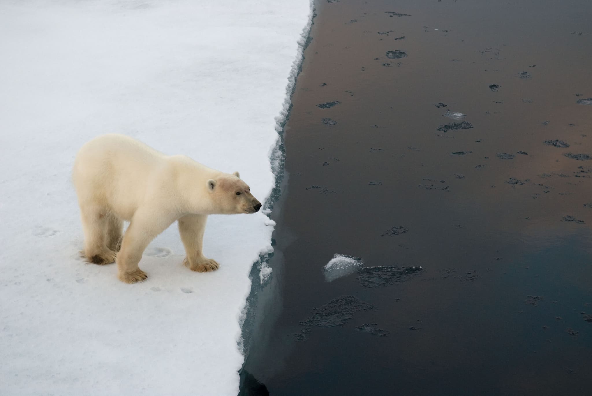 The ice crisis: Protecting Arctic Sea ice to save our planet - WWF Arctic