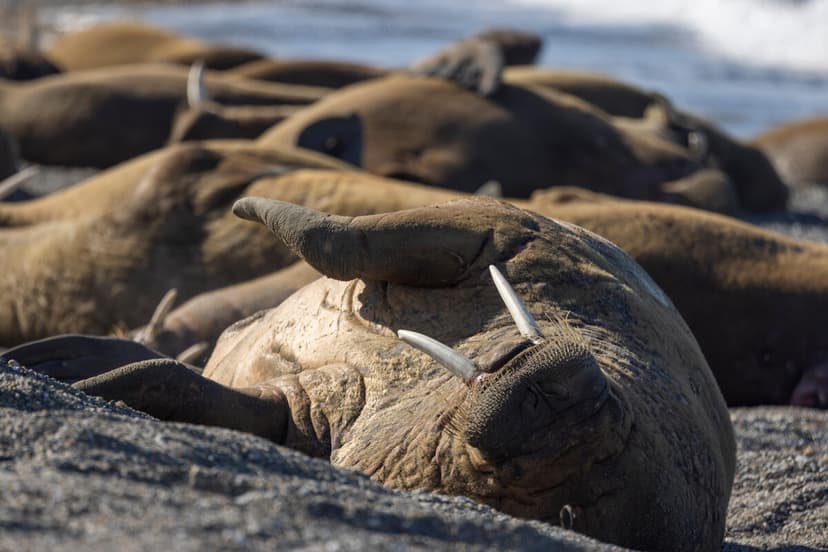 The ten most amazing facts about walrus - WWF Arctic
