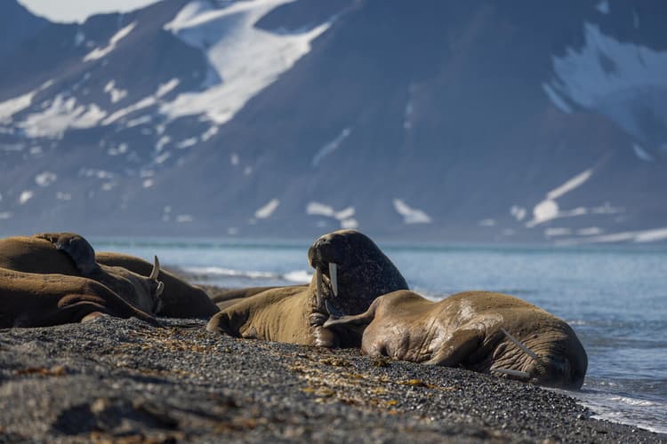 The ten most amazing facts about walrus - WWF Arctic