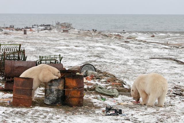 Polar bears living closer to Arctic communities - WWF Arctic
