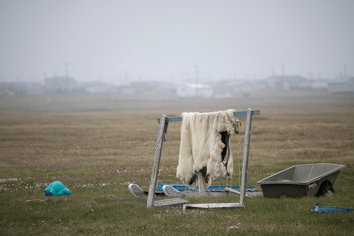 Stepping up cooperation and climate action to protect polar bears - WWF ...