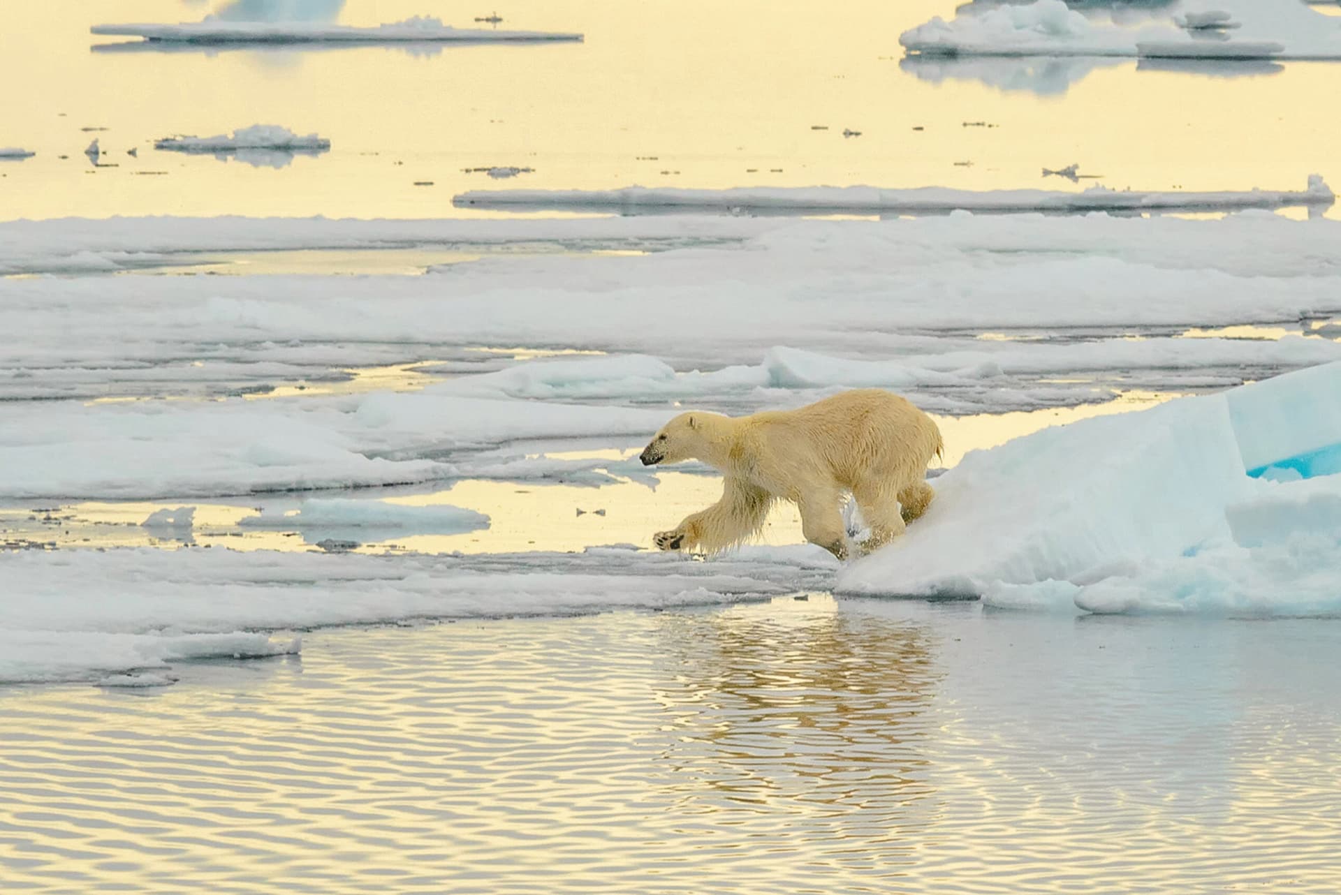 Joining forces for polar bear conservation - WWF Arctic