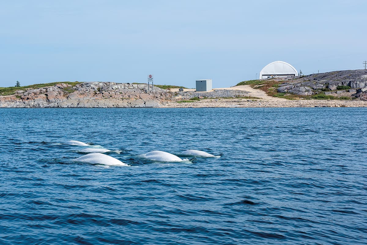 Extractivism is damaging Arctic ecosystems and warming the global ...