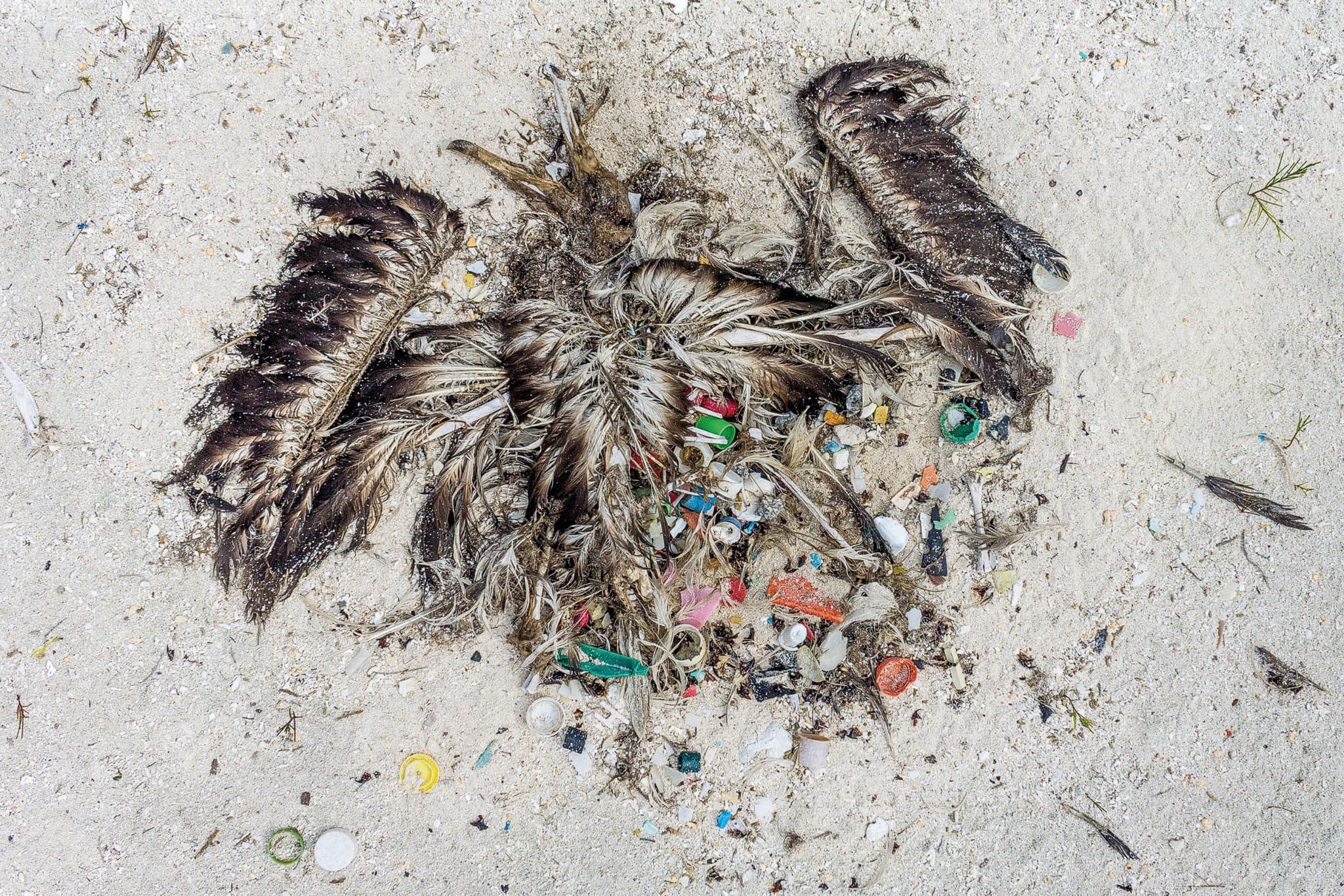 Tackling pollution and waste in the Arctic - WWF Arctic