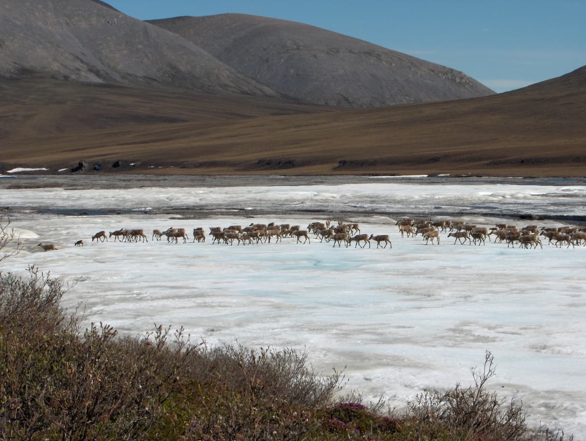 Reindeer and caribou - WWF Arctic