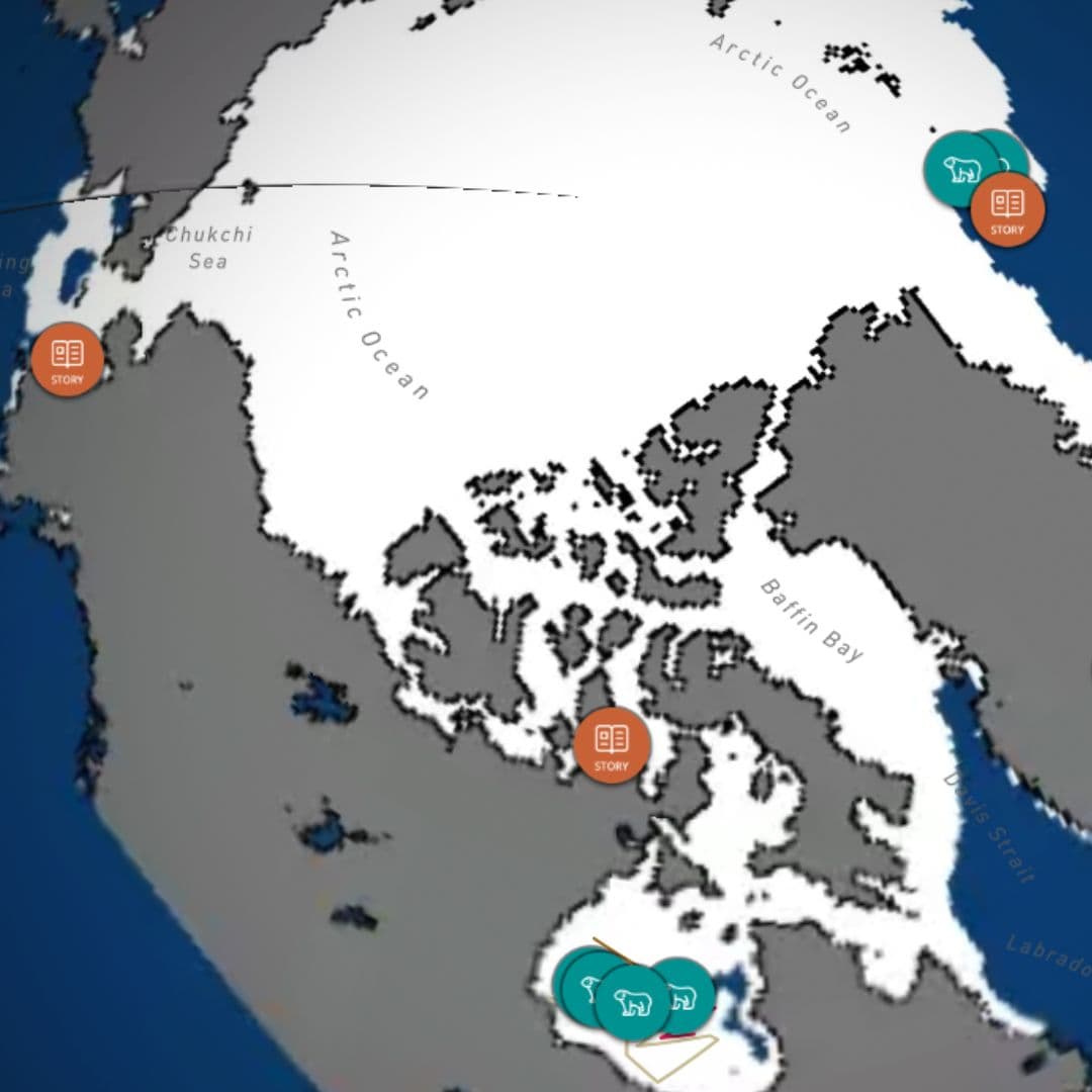 Polar bear | Habitat - WWF Arctic