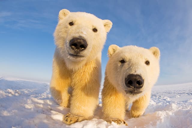 Satellite tracking for polar bear science and conservation - WWF Arctic