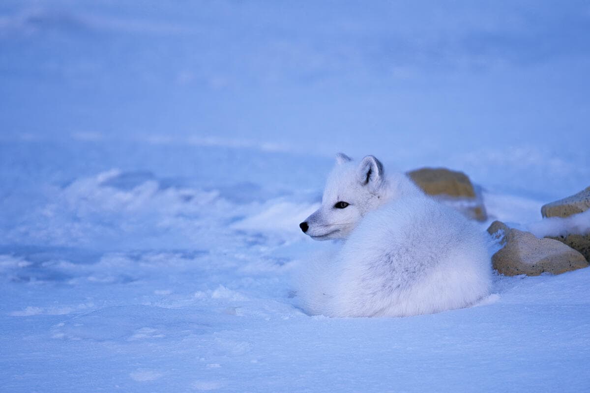 The pollution polar vortex - WWF Arctic