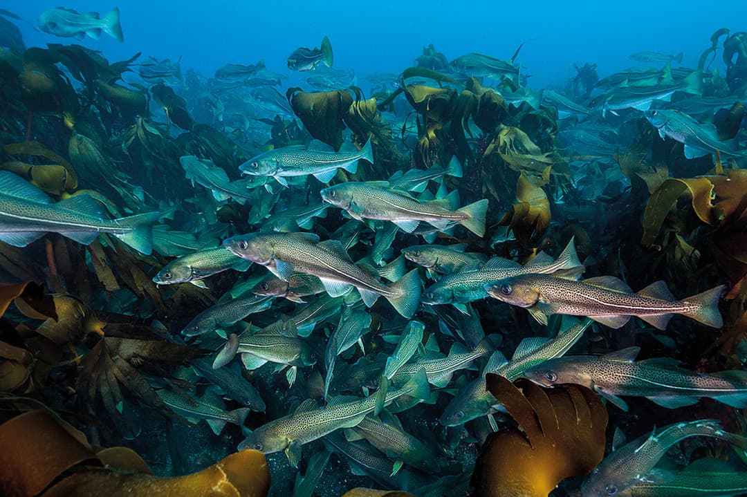 The pollution polar vortex - WWF Arctic