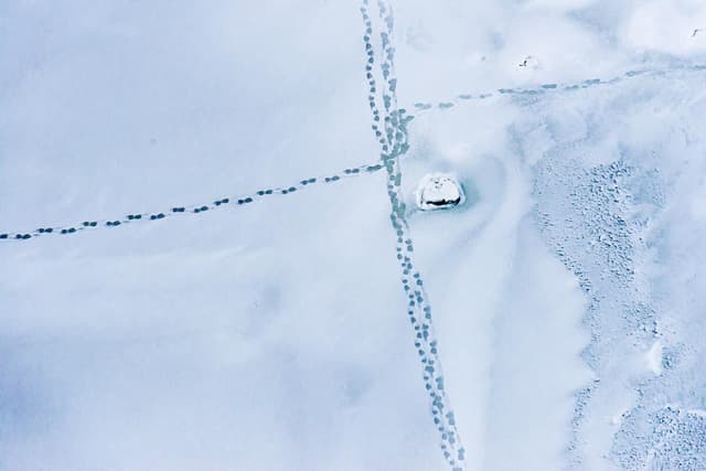 Polar bear | Habitat - WWF Arctic