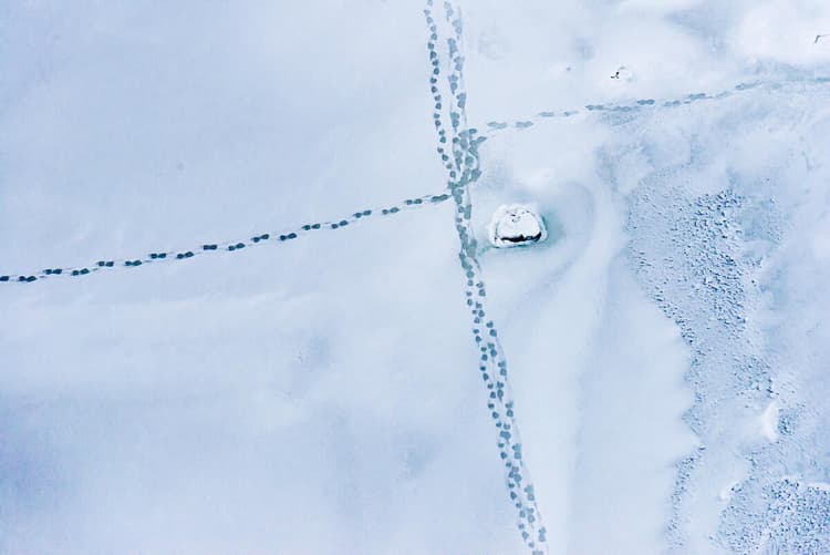 Polar bear | Habitat - WWF Arctic