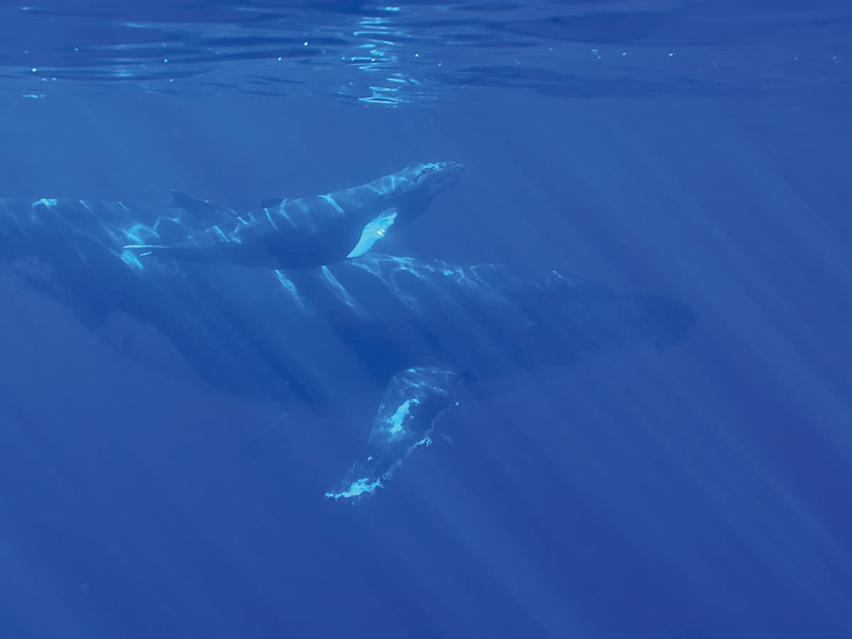 Monitoring whale migration from space - WWF Arctic