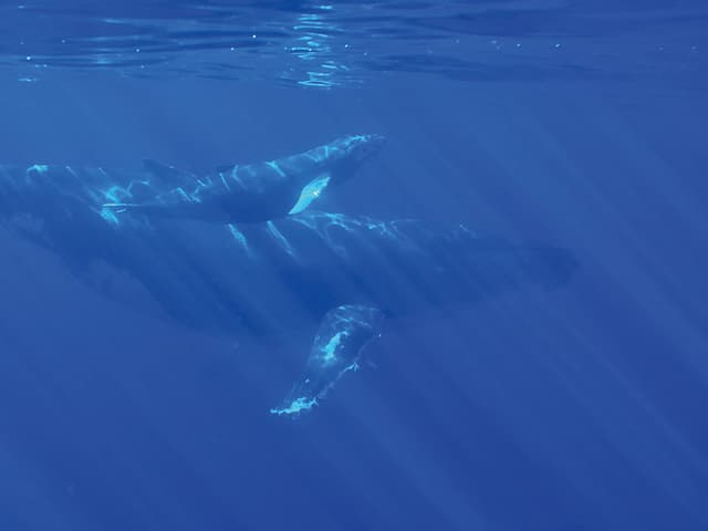 Beluga whale | Habitat and migration - WWF Arctic