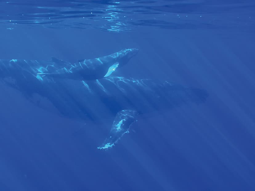 Beluga whale | Habitat and migration - WWF Arctic