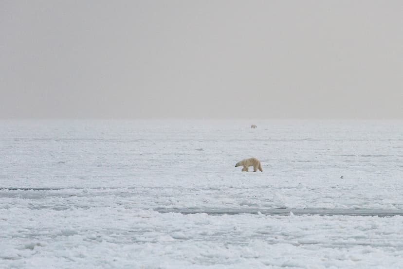 Teaching radar how to see polar bears - WWF Arctic
