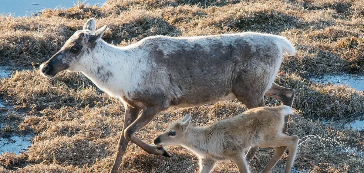 Getting the facts straight about caribou and reindeer - WWF Arctic