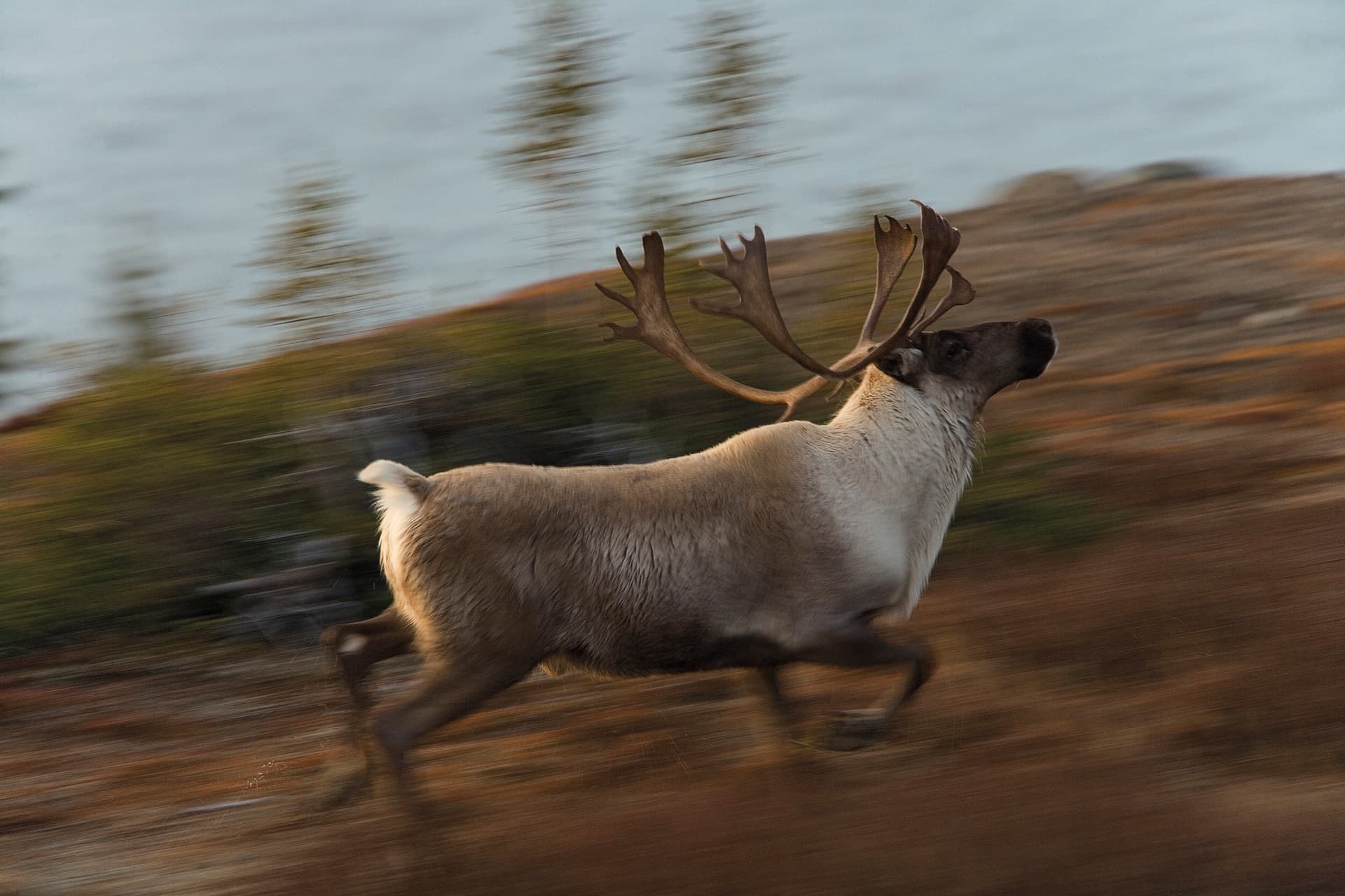 Mosquitoes, forage and the future of Arctic caribou - WWF Arctic