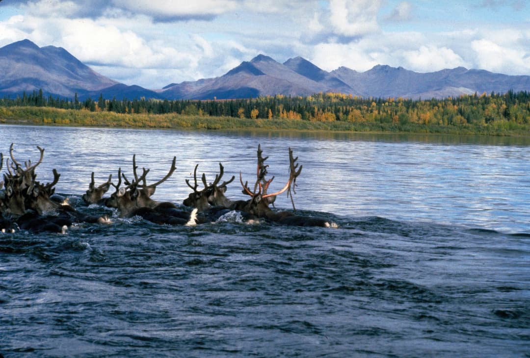 Getting the facts straight about caribou and reindeer - WWF Arctic