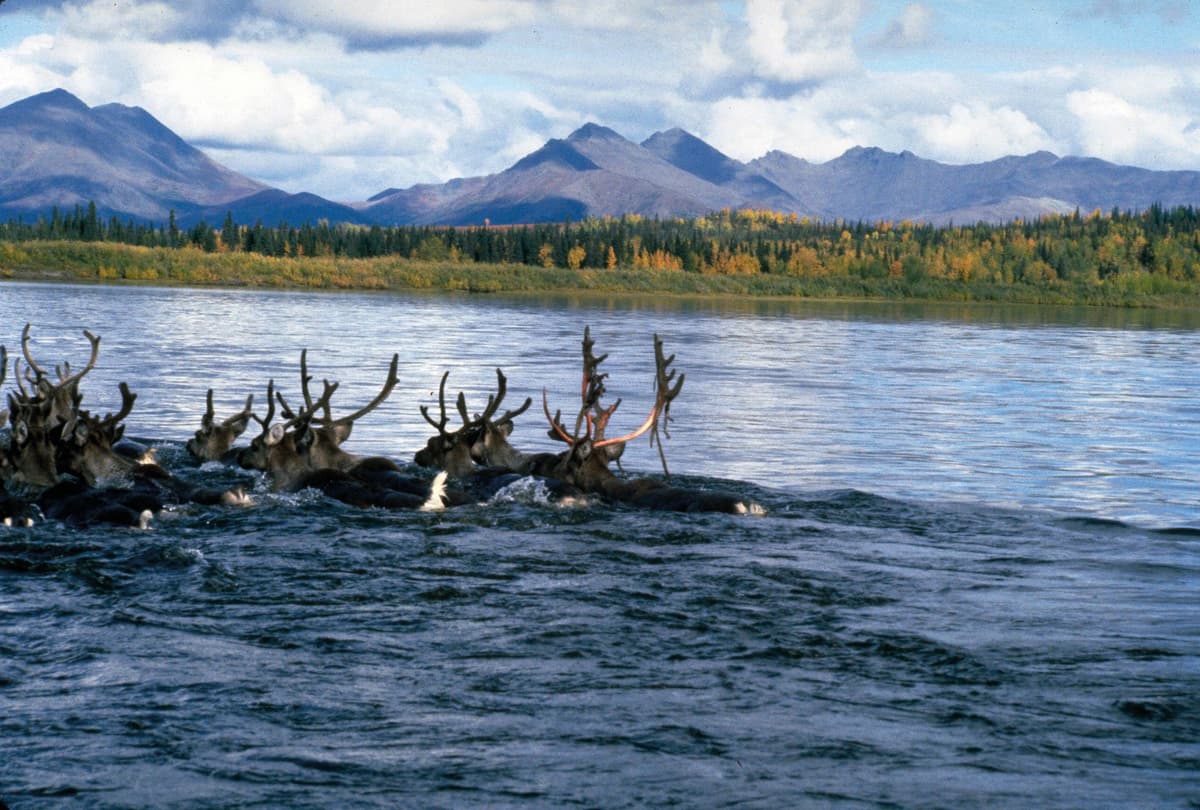 Getting the facts straight about caribou and reindeer - WWF Arctic