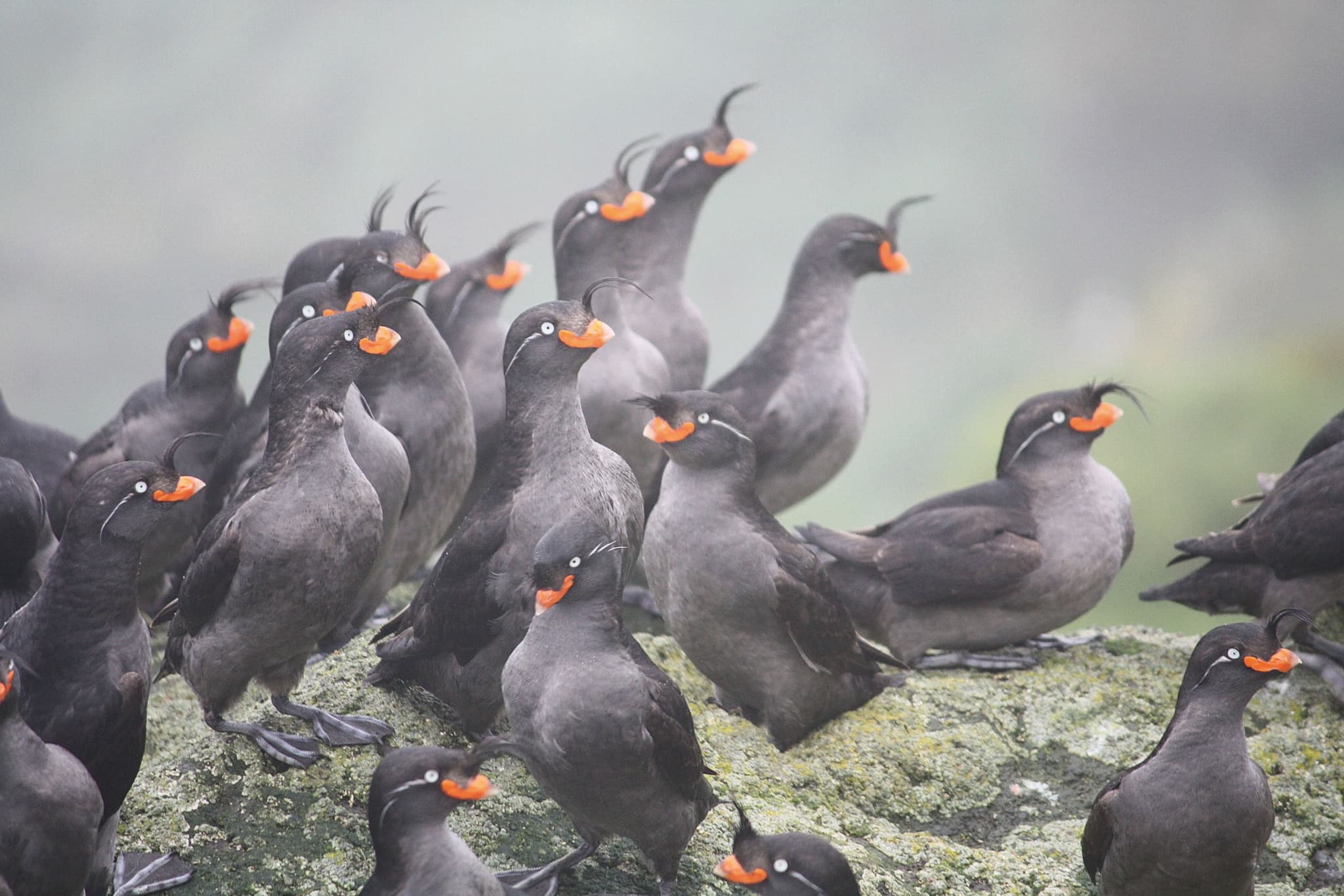 Putting the freeze on invasive alien species - WWF Arctic