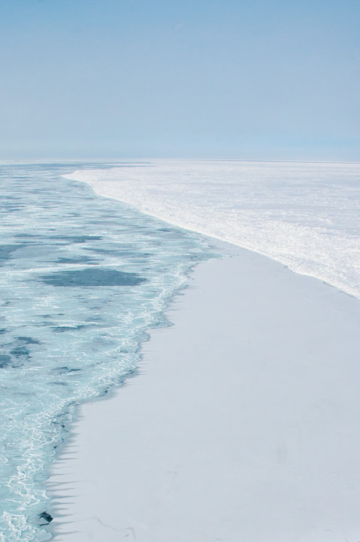 The ten most amazing facts about walrus - WWF Arctic
