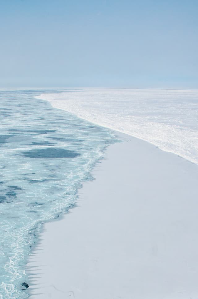 The ten most amazing facts about walrus - WWF Arctic