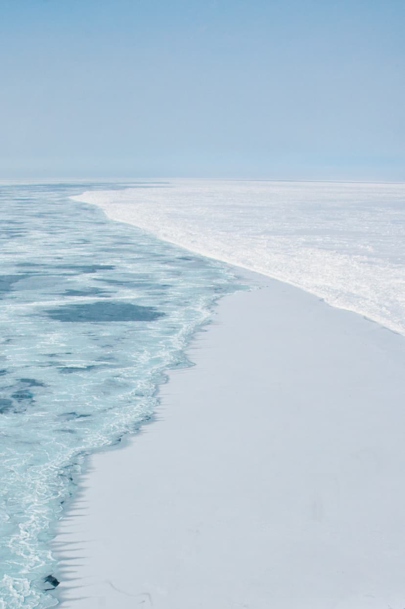 The ten most amazing facts about walrus - WWF Arctic