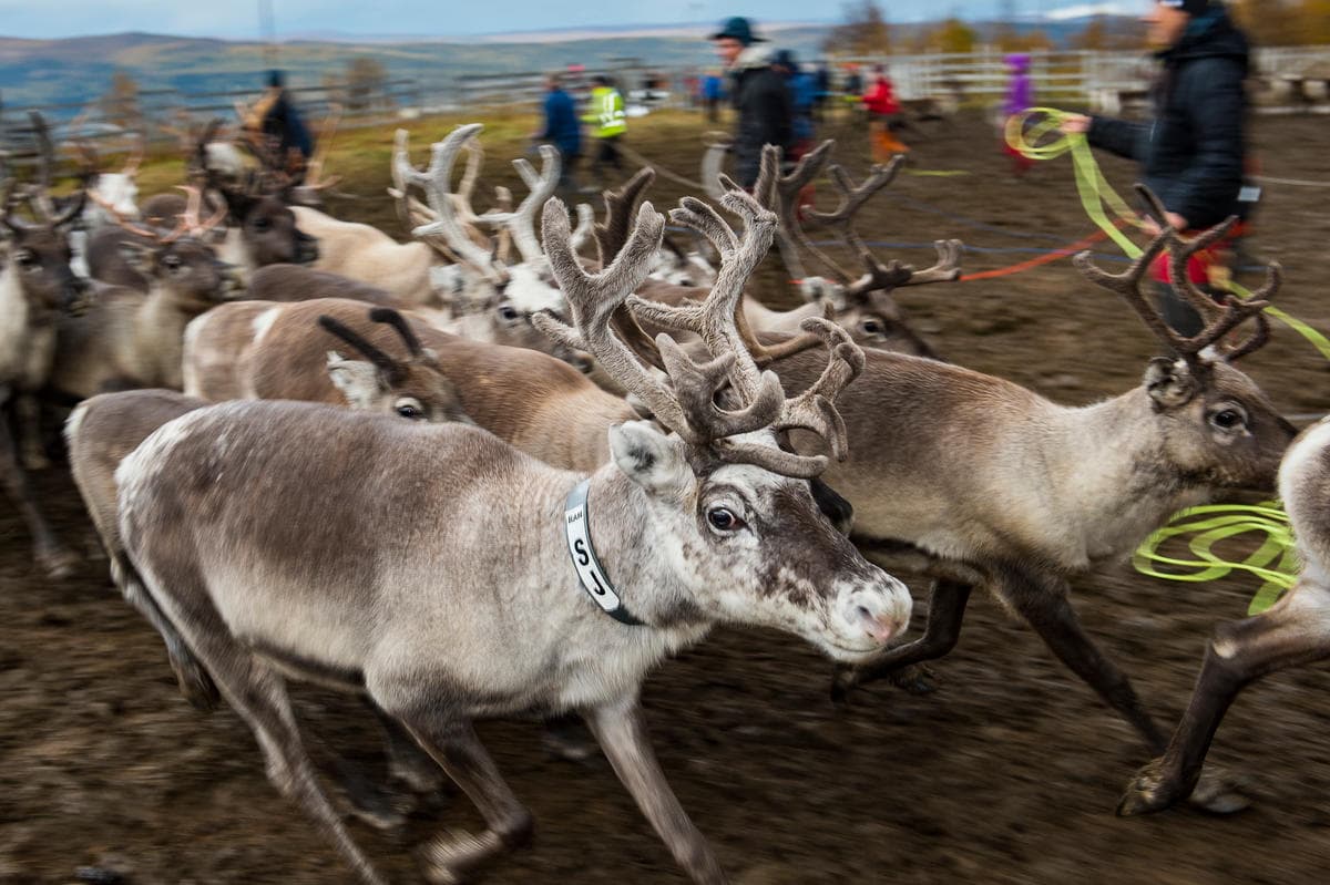 The reindeer and its peoples - WWF Arctic
