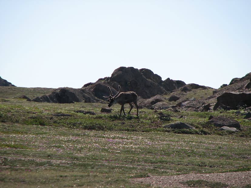 Caribou futures: migratory tundra caribou in a warmer world - WWF Arctic