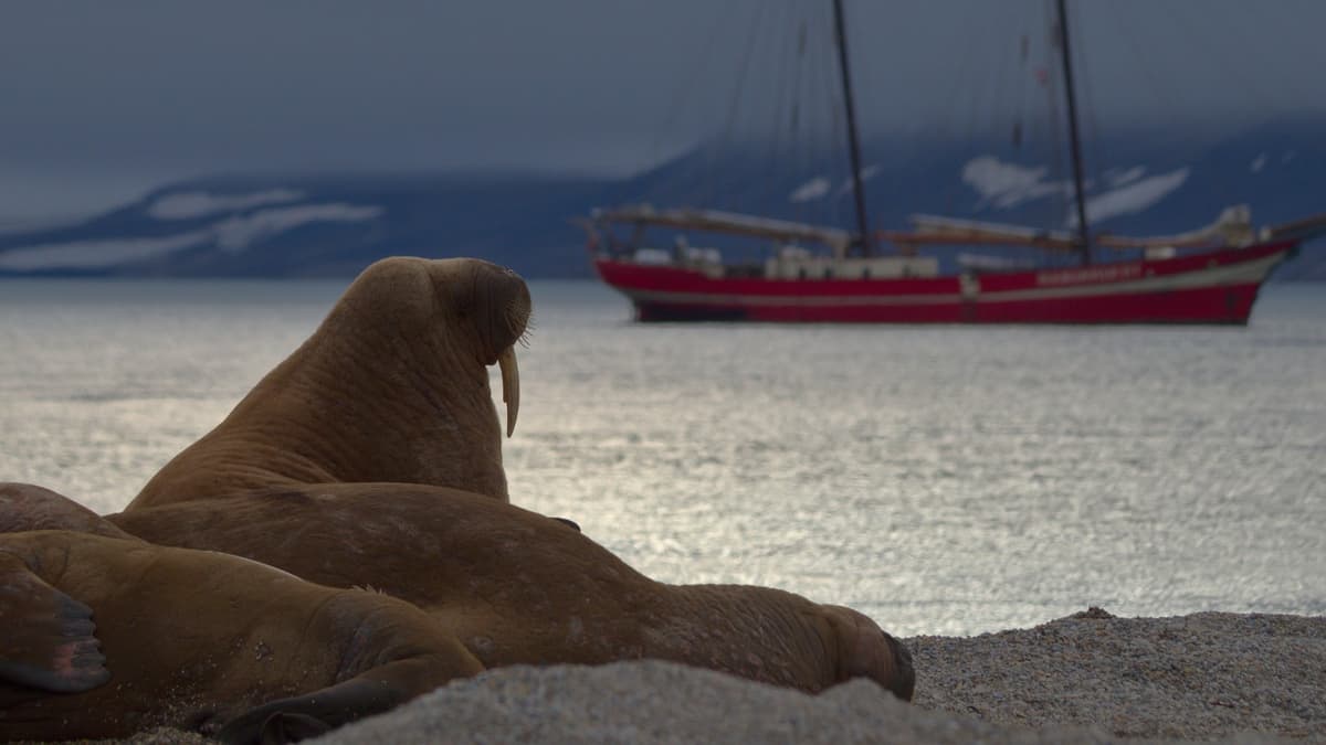 Our Planet: The story behind the walruses - WWF Arctic