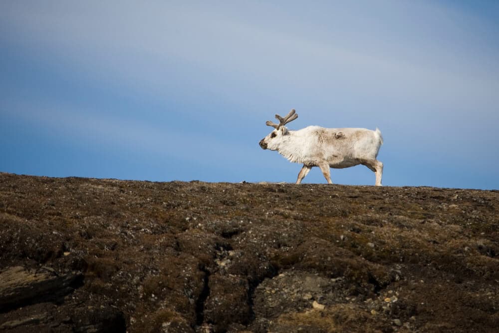Reindeer and caribou - WWF Arctic
