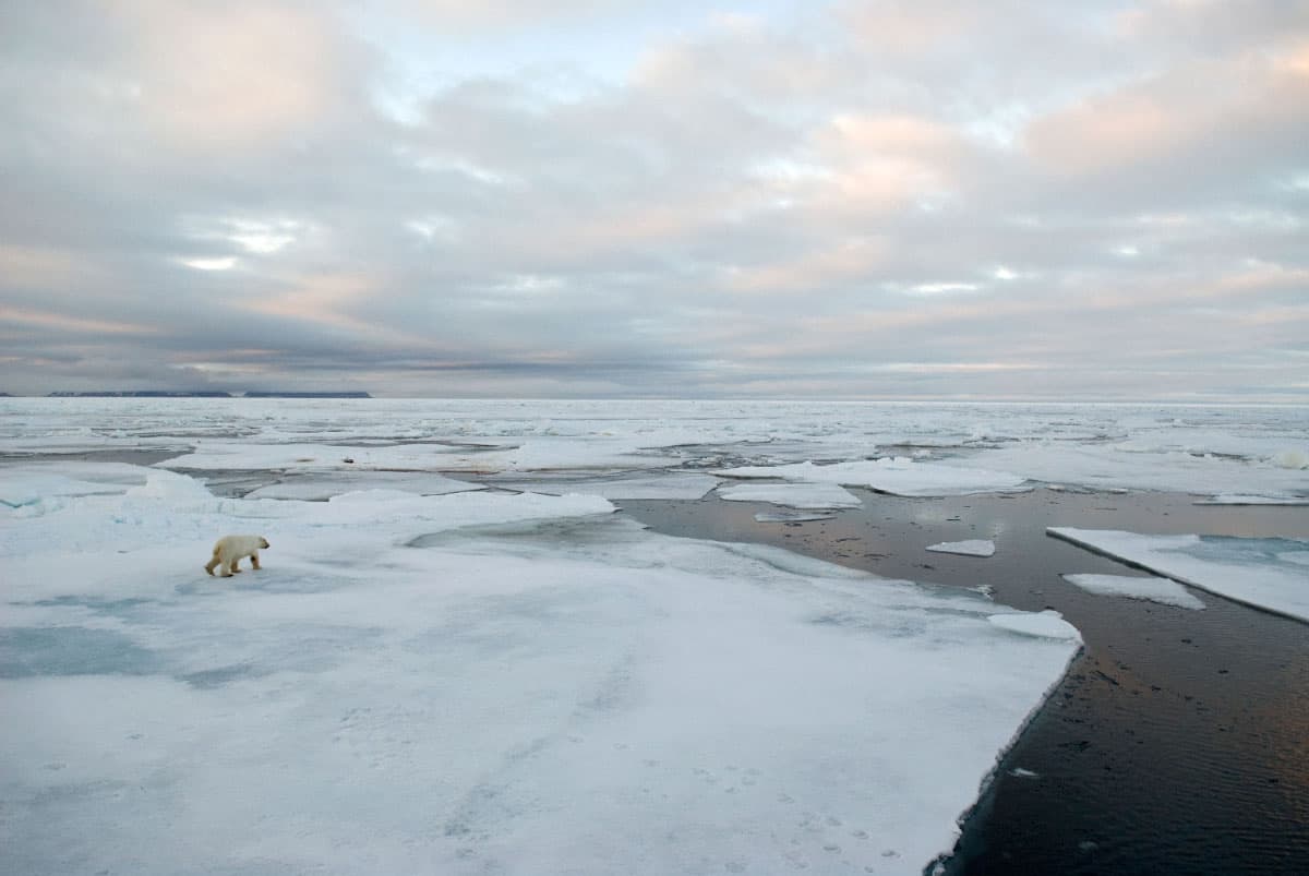 Walrus - WWF Arctic