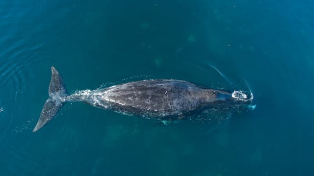 Beluga whale - WWF Arctic