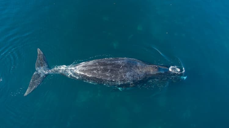 Beluga whale - WWF Arctic