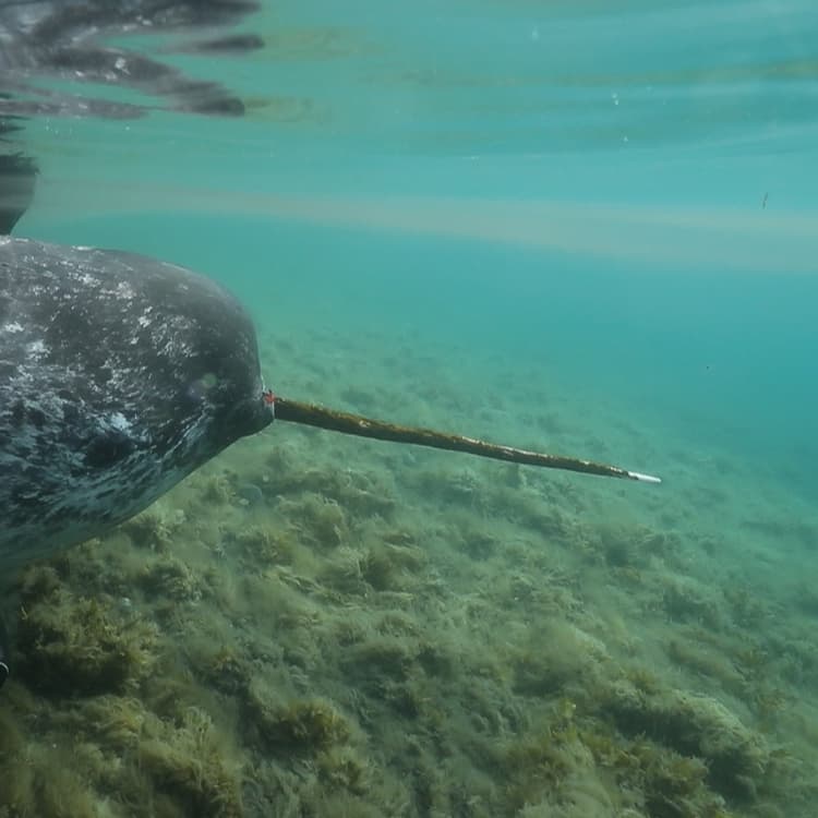 Video reveals clue to the mystery of the narwhal tusk - WWF Arctic