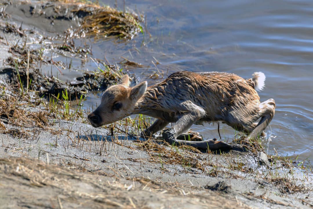 Climate change continues to devastate Taimyr reindeer in Russia - WWF ...
