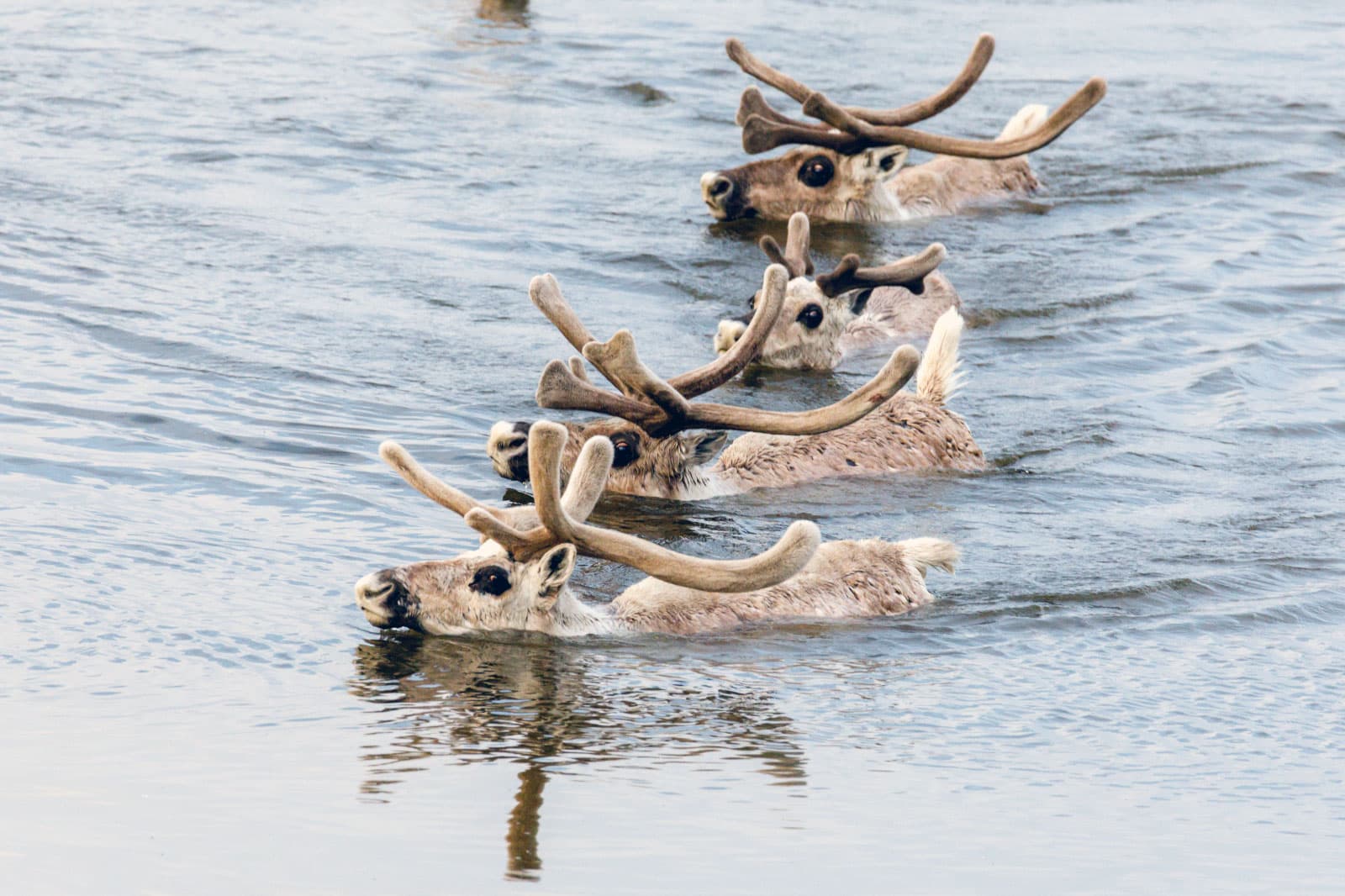 Reindeer and caribou - WWF Arctic