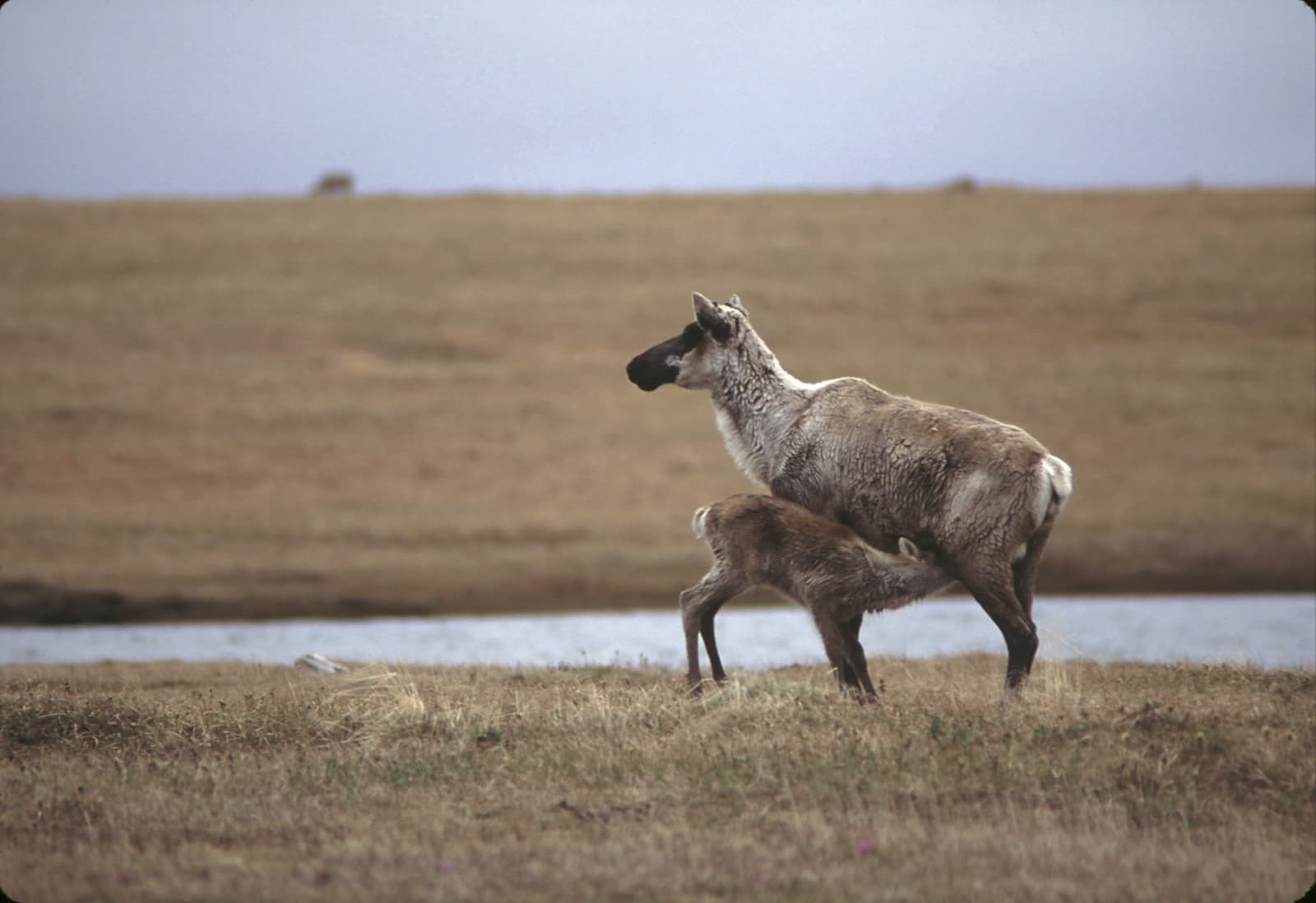 Reindeer and caribou - WWF Arctic