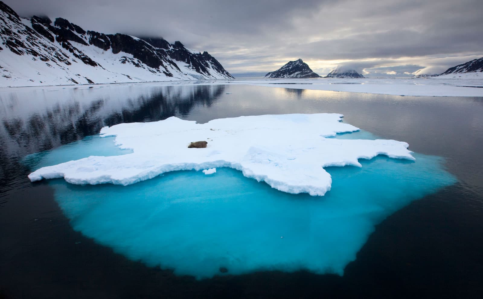 Governance in the world’s smallest ocean - WWF Arctic