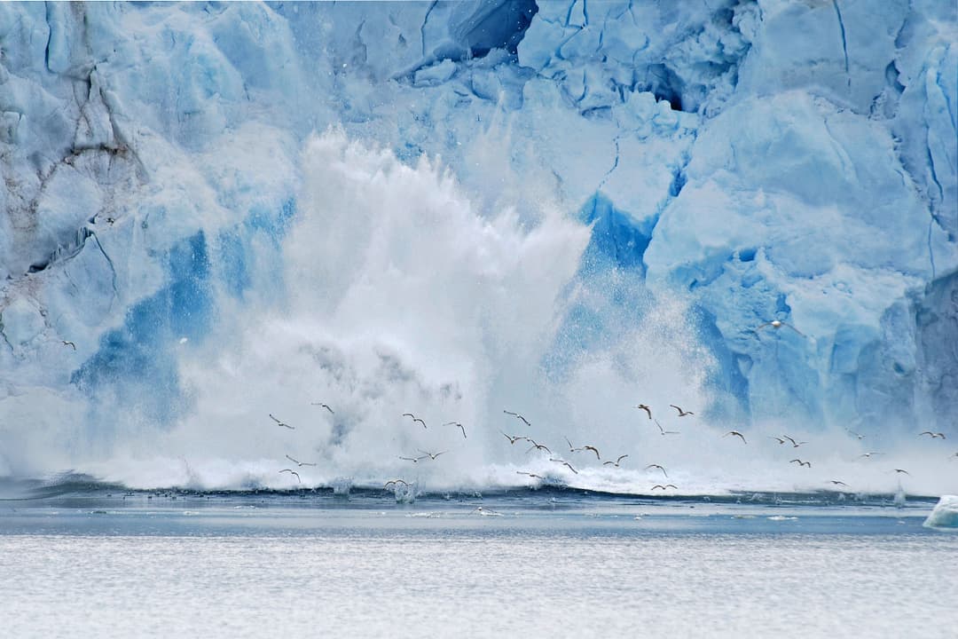 Walrus - WWF Arctic