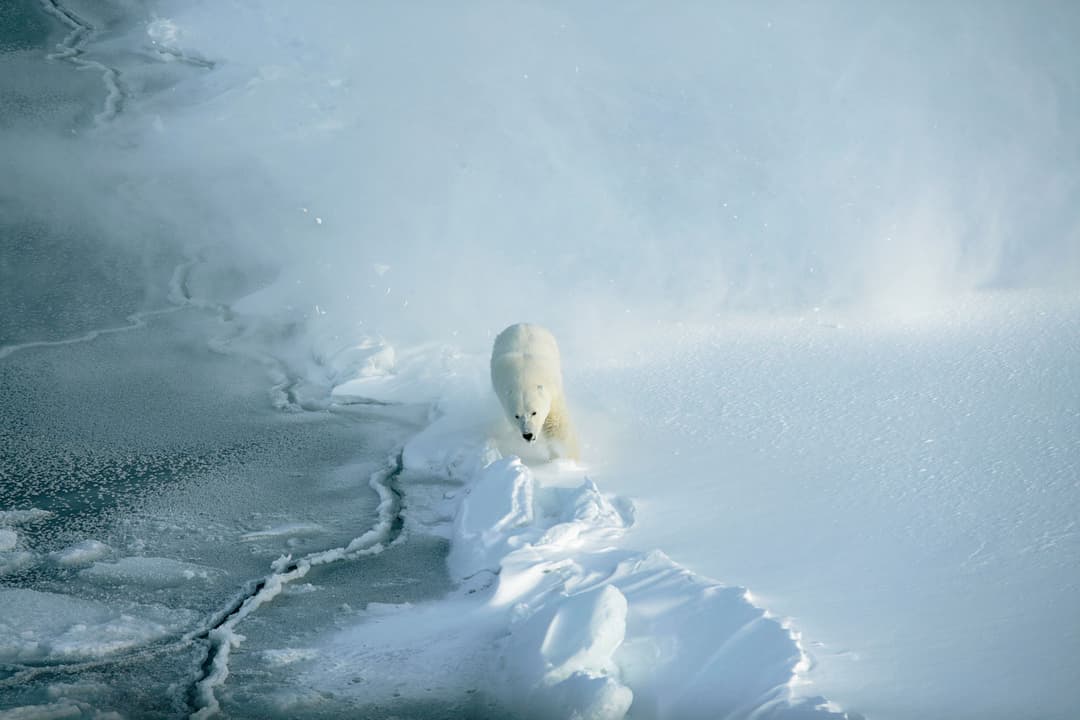 Polar bear | Habitat - WWF Arctic