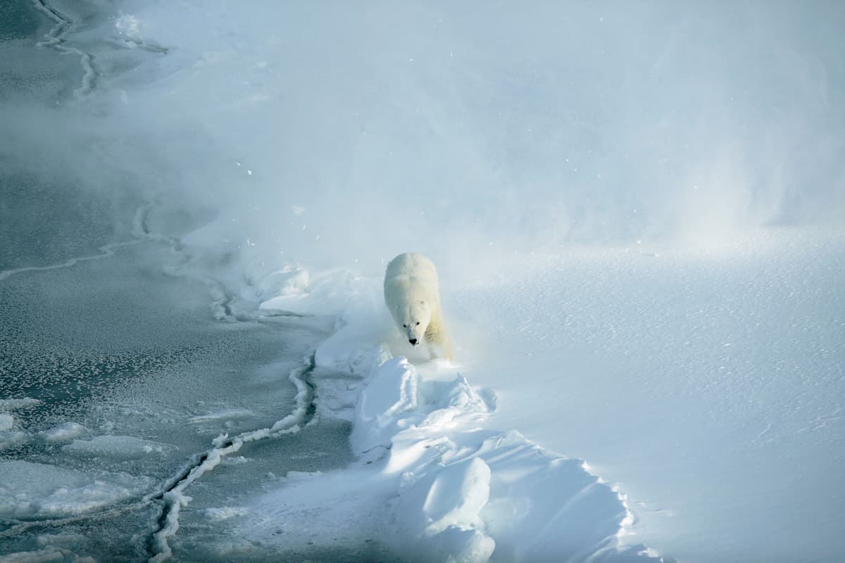 Polar bear | Habitat - WWF Arctic