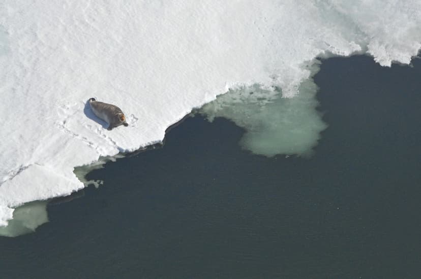 Everything is at risk: Rapidly changing climate threatens Arctic ...