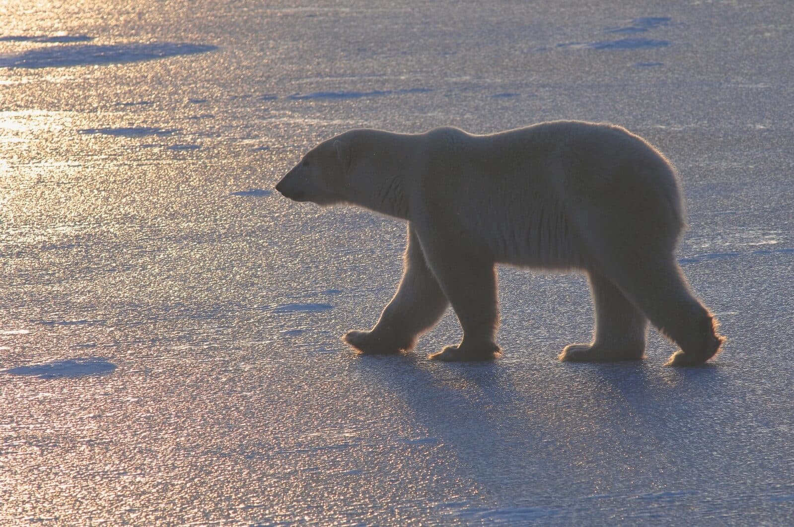 Combining scientific and Indigenous knowledge to conserve polar bears ...